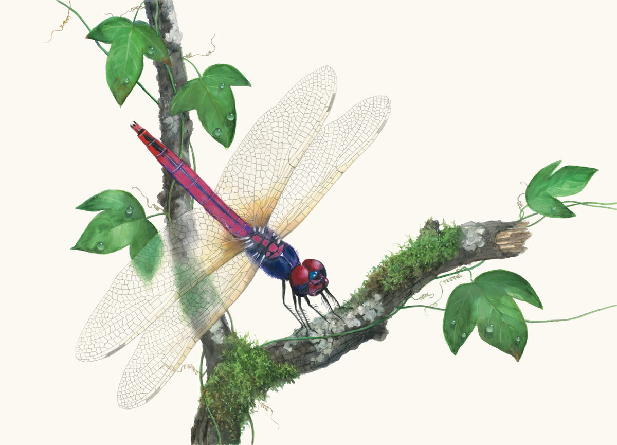 Violet Darter Dragonfly - Morpeth Gallery